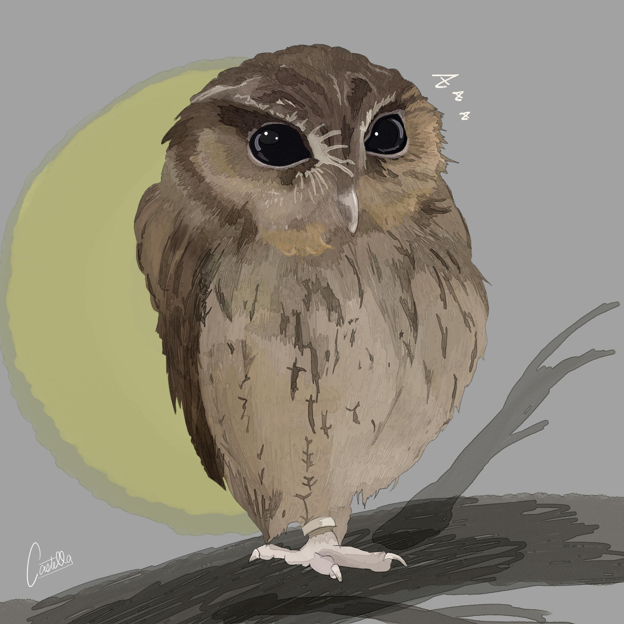 owl