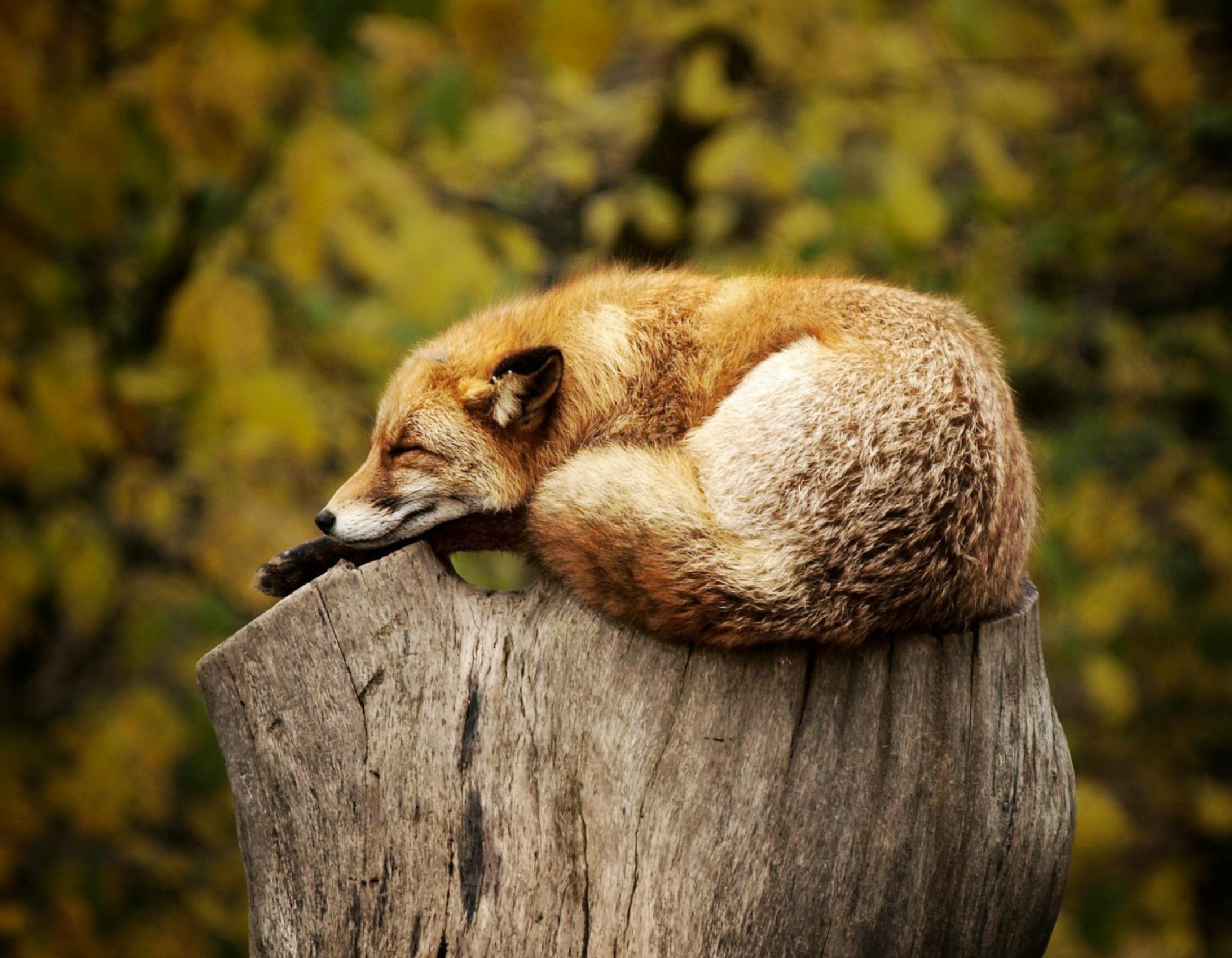 Sleepy fox