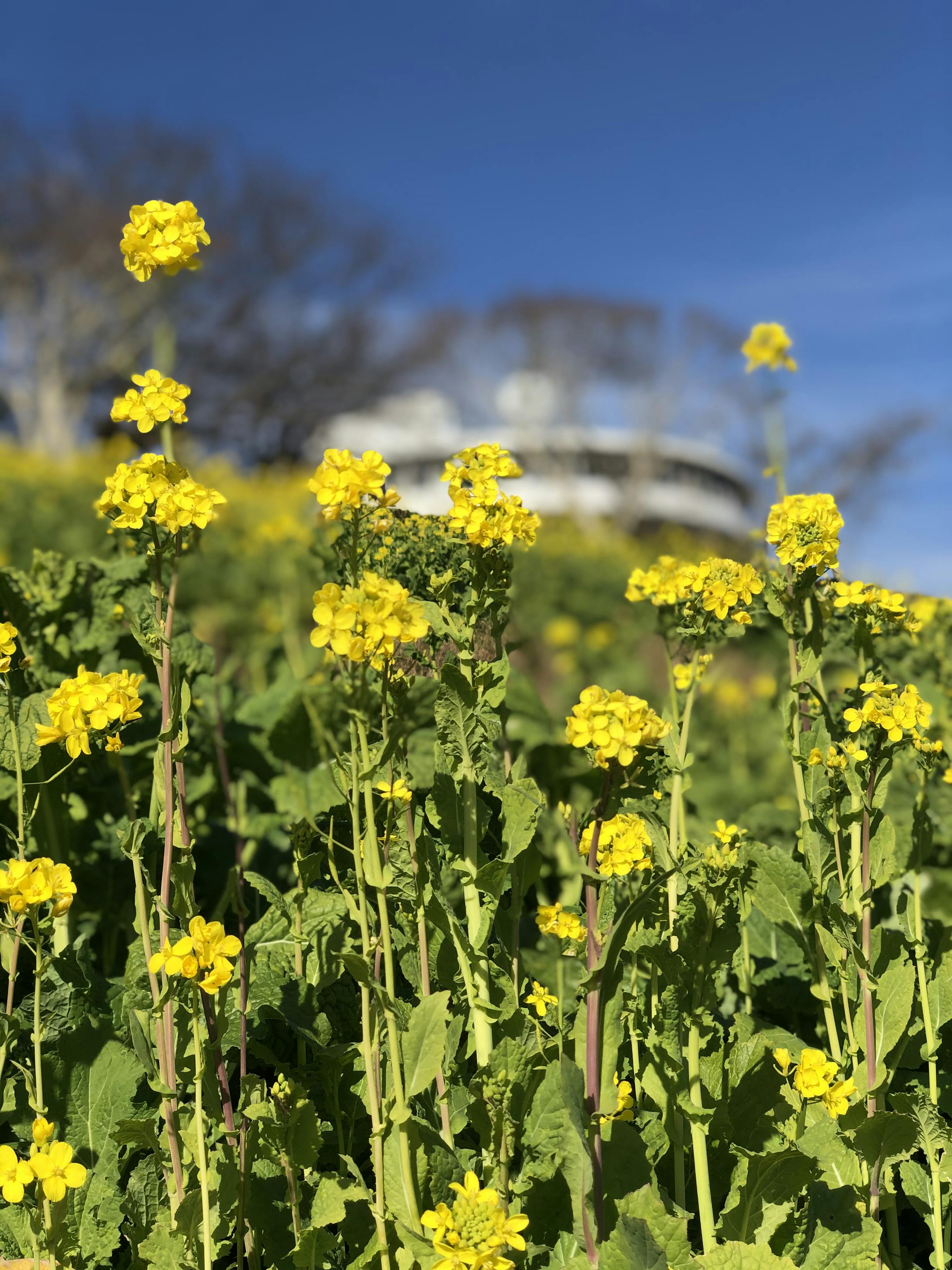 canola flower