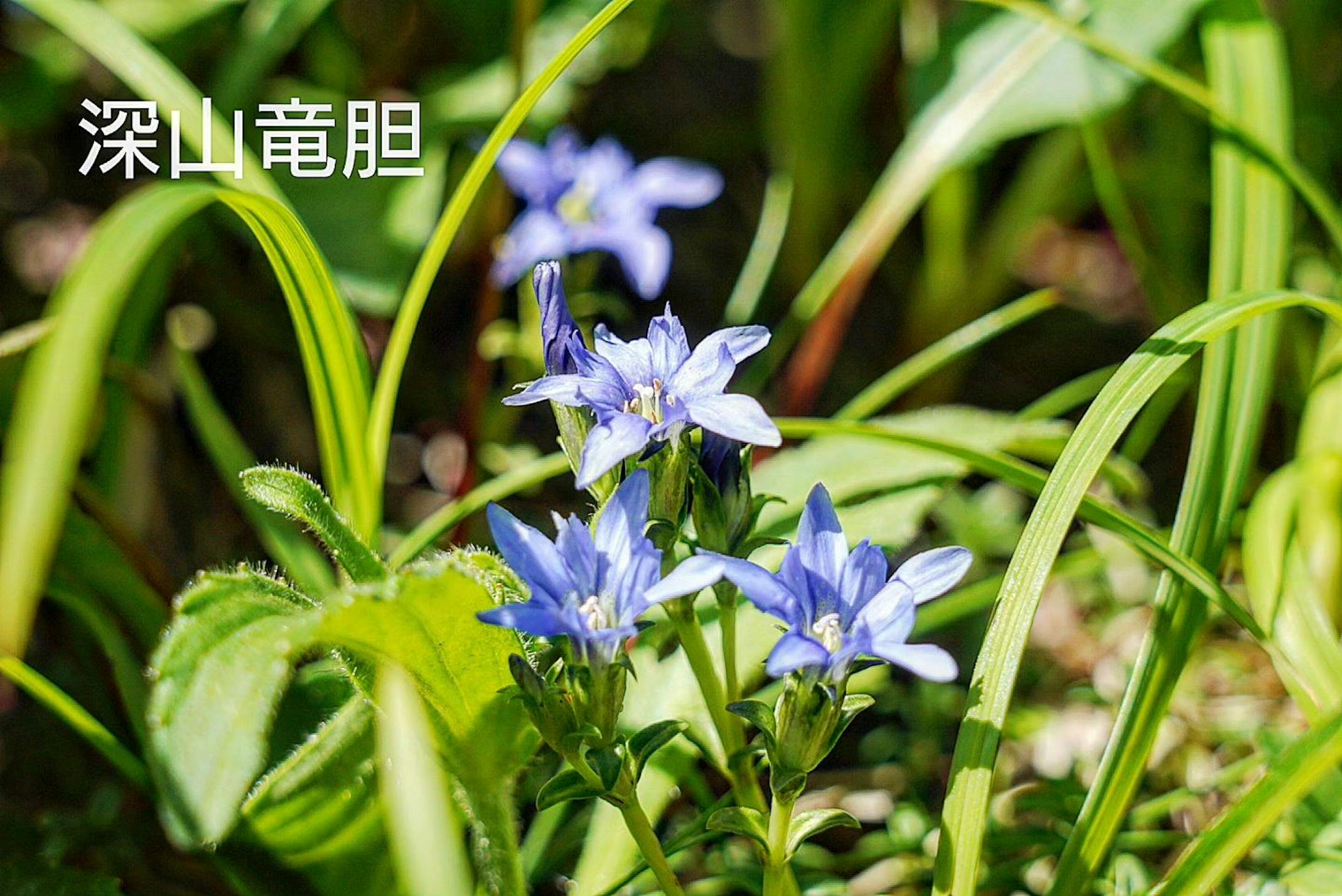 ミヤマリンドウ miyama rindo Chuo Alps (kiso range) Altitude 2600m 2023.July @edgeoya24 ミヤマリンドウは本州中部地方以北 ...