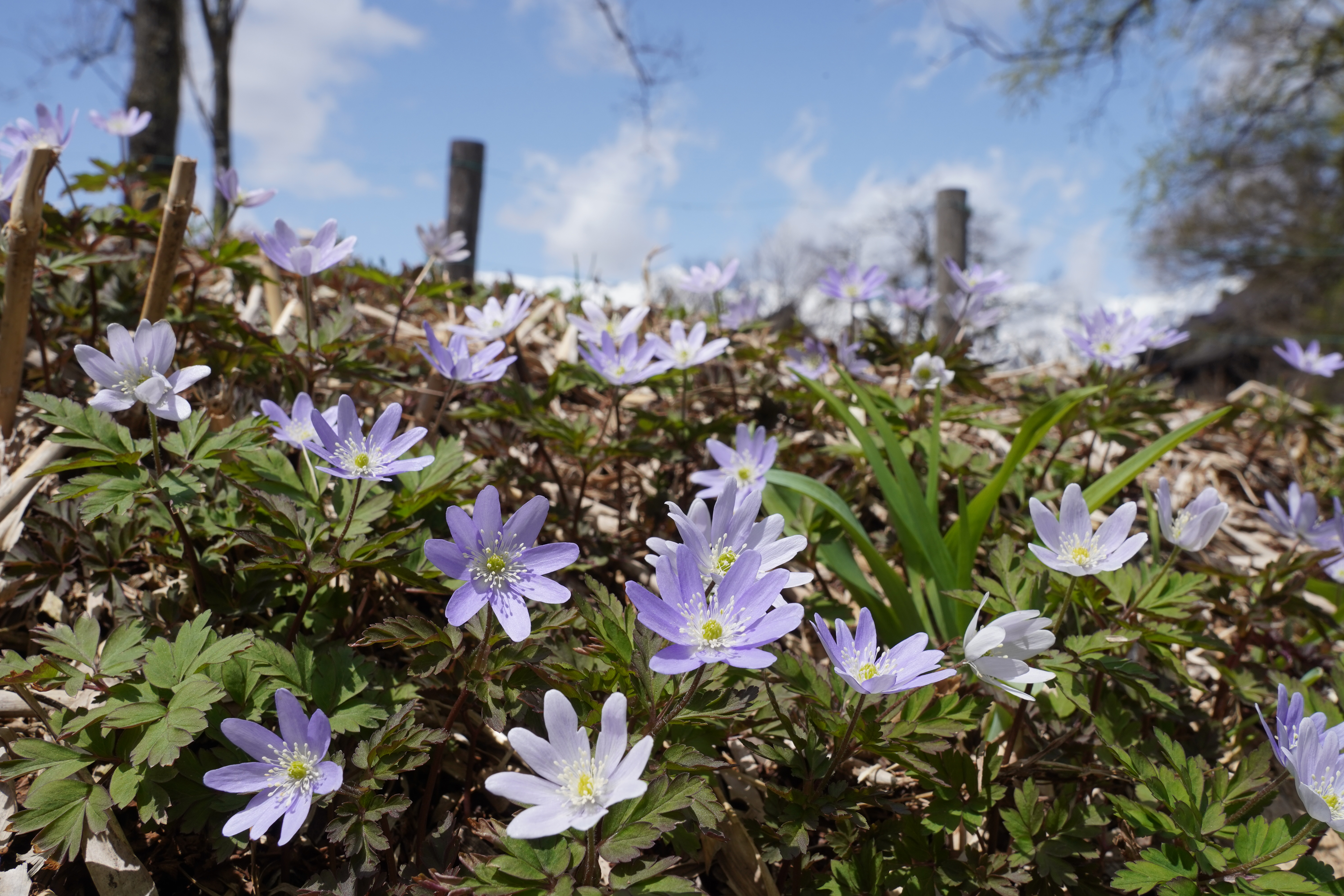In the lush forest at an altitude of 1200 meters, baika oren, which ...