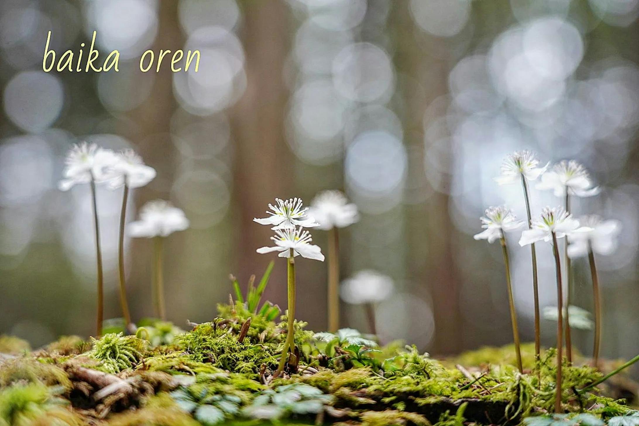 In the lush forest at an altitude of 1200 meters, baika oren, which ...